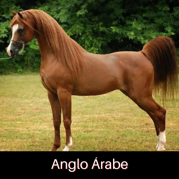 Anglo-Árabe