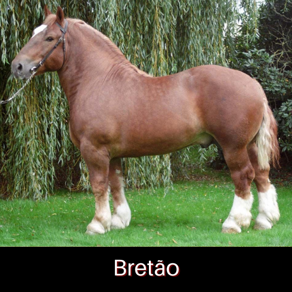 Cavalo Bretão: Características e Anúncios | Buyhorses